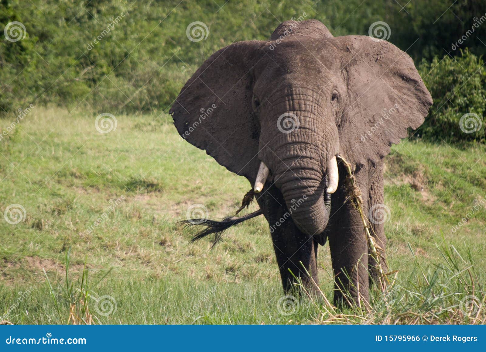 Kazinga Channel Uganda - Elephant Stock Photo - Image of wild, elephant ...