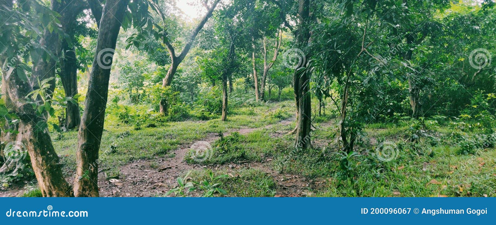 Forest in Assam stock image. Image of vegetation, kaziranga - 200096067