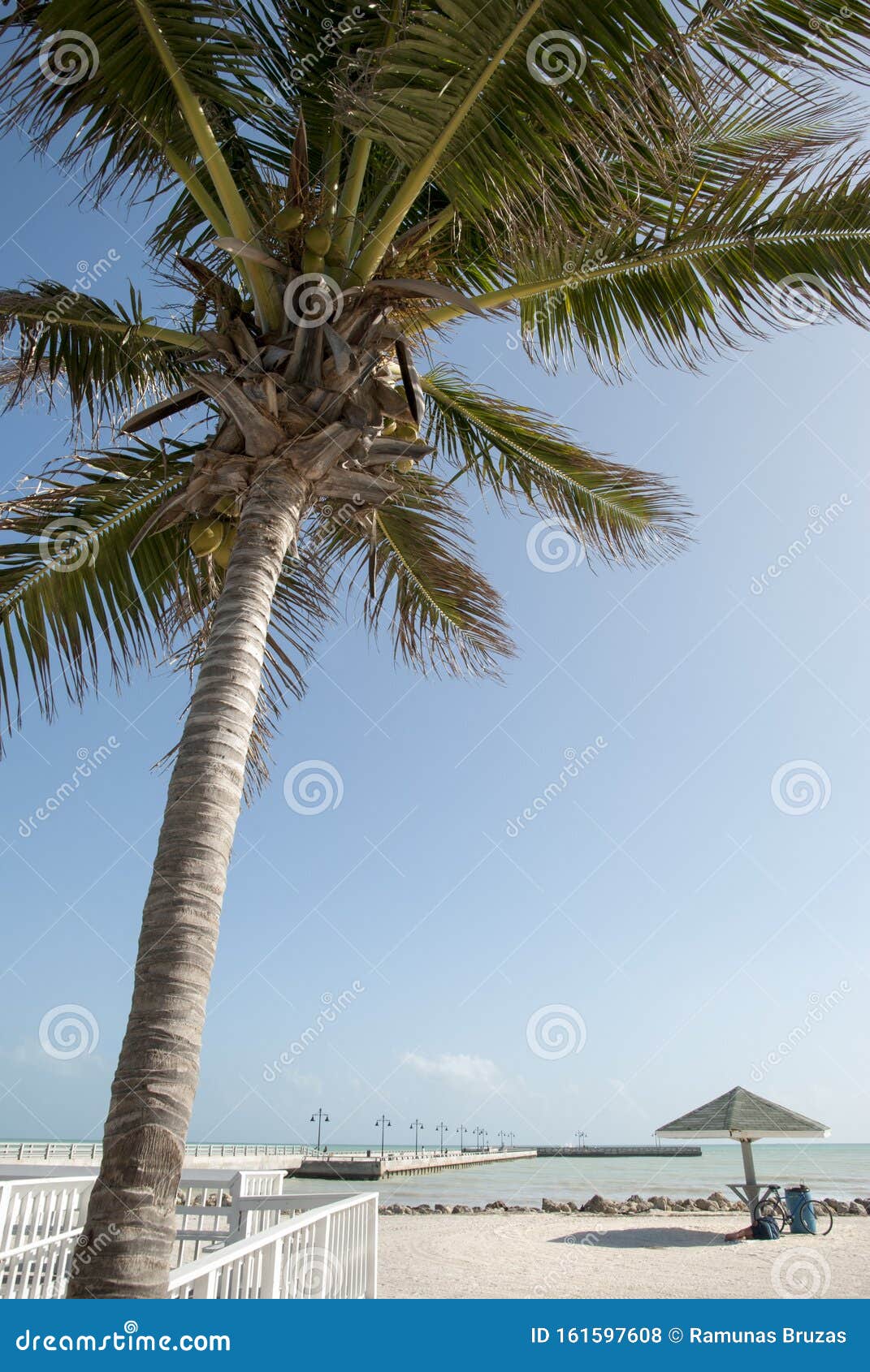 Key West Town Palm Tree stock photo. Image of tree, florida - 161597608