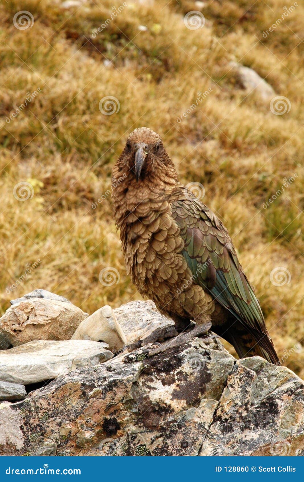 Kea stock photo. Image of zealand, mischievous, feathers - 128860