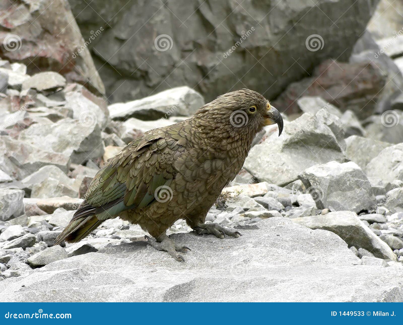 Kea stock image. Image of bird, mountain, parrot, island - 1449533