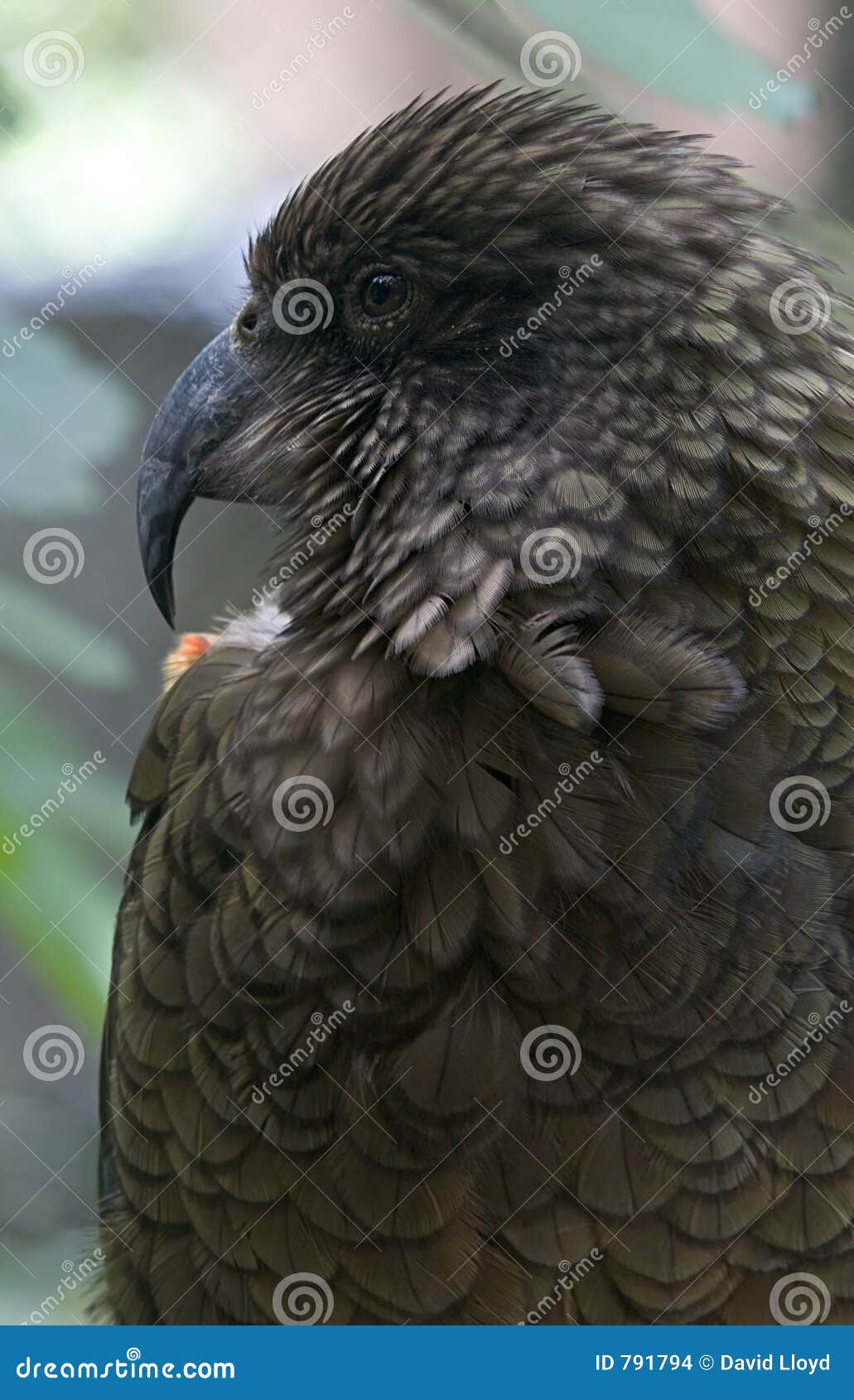 Kea foto de archivo. Imagen de aviar, zelandia, pluma, nuevo - 791794