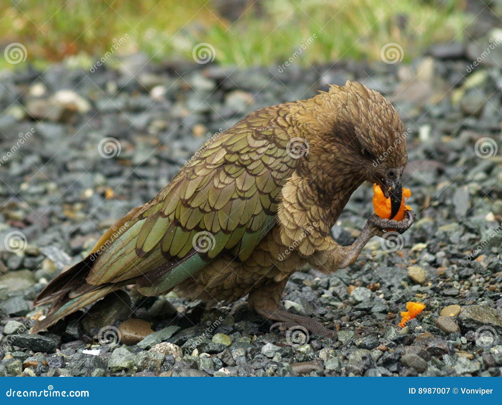 Kea stock image. Image of national, wild, parrot, zealand - 8987007
