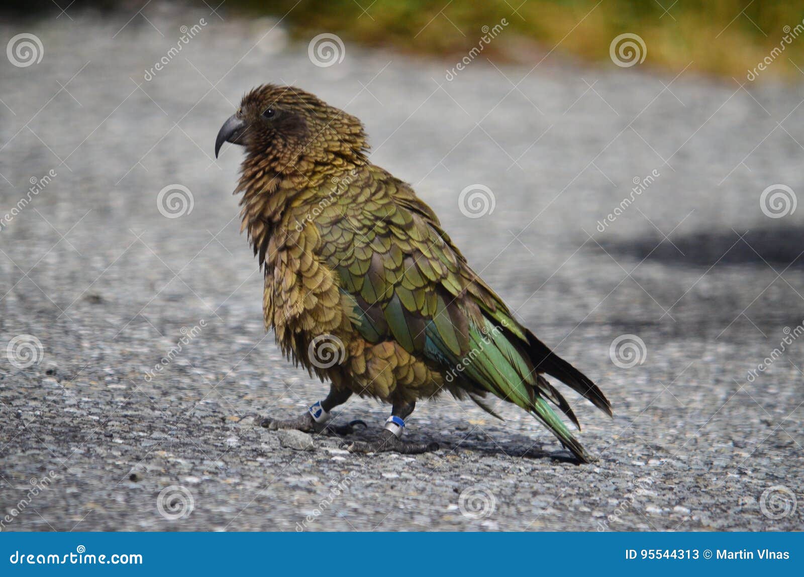 Kea in Arthur`s Pass stock image. Image of path, feather - 95544313