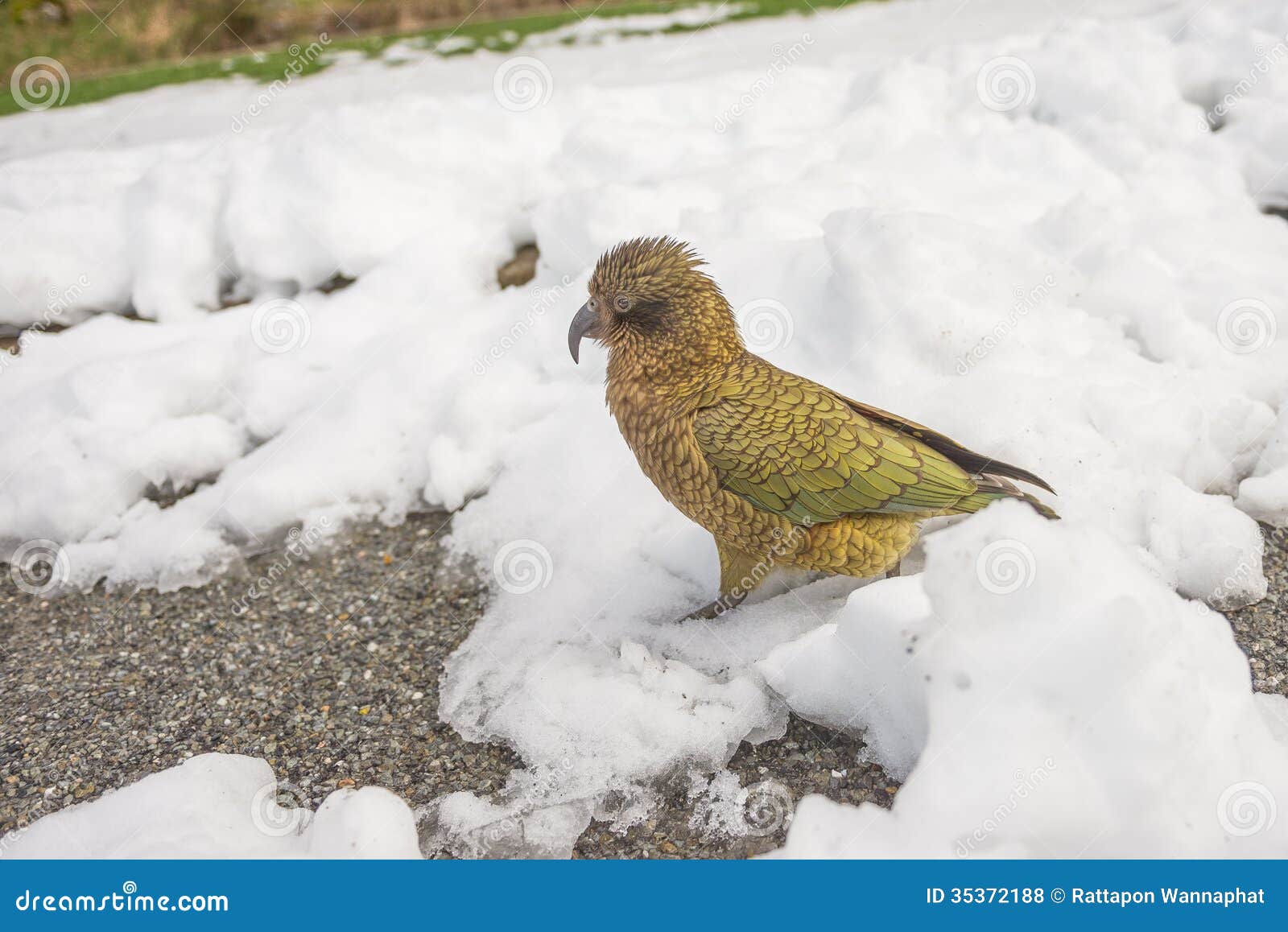 Kea in Arthur s Pass stock photo. Image of mountain, snow - 35372188