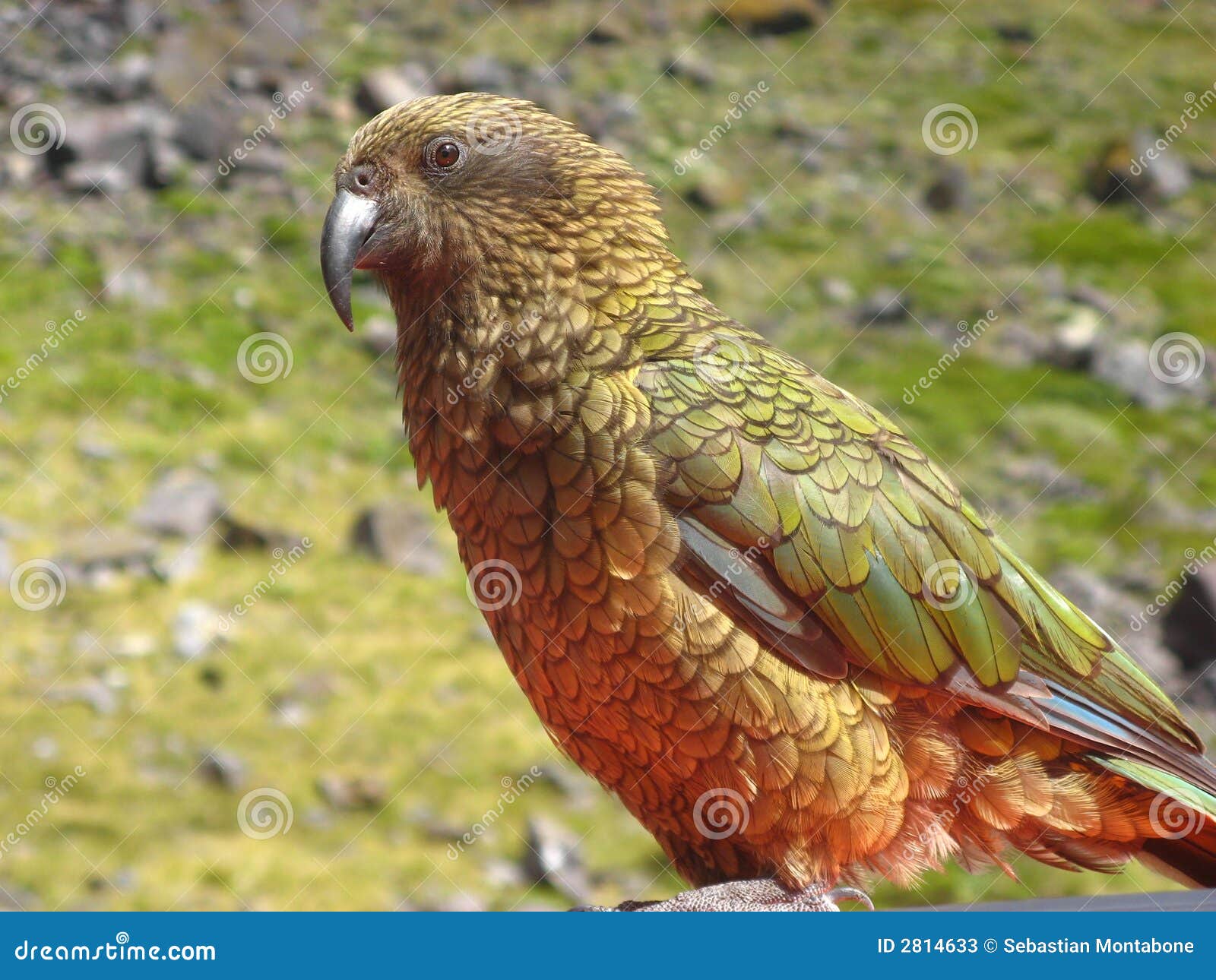 Kea Bird stock image. Image of mountain, bird, zealand - 2814633
