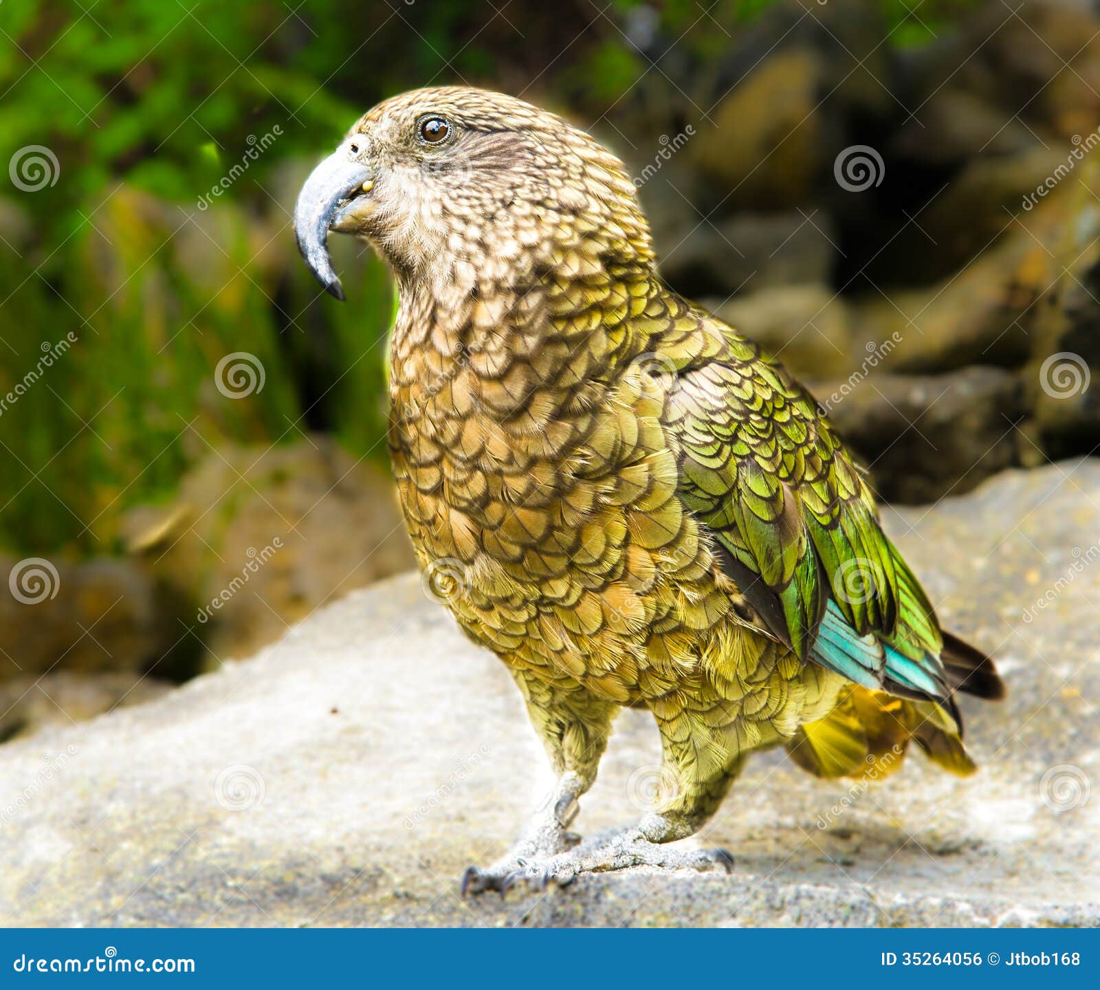Kea stock photo. Image of nature, colorful, indigenous - 35264056