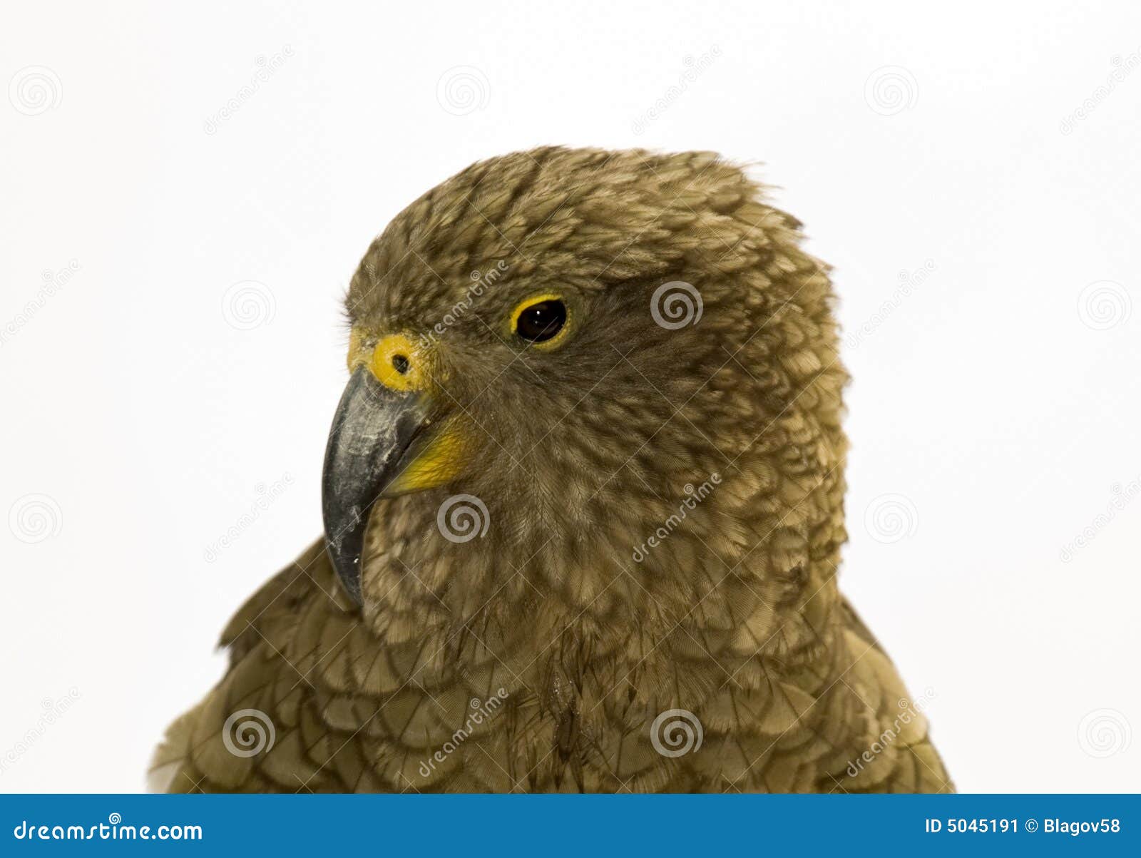 Kea close up stock image. Image of island, feather, mountain - 5045191