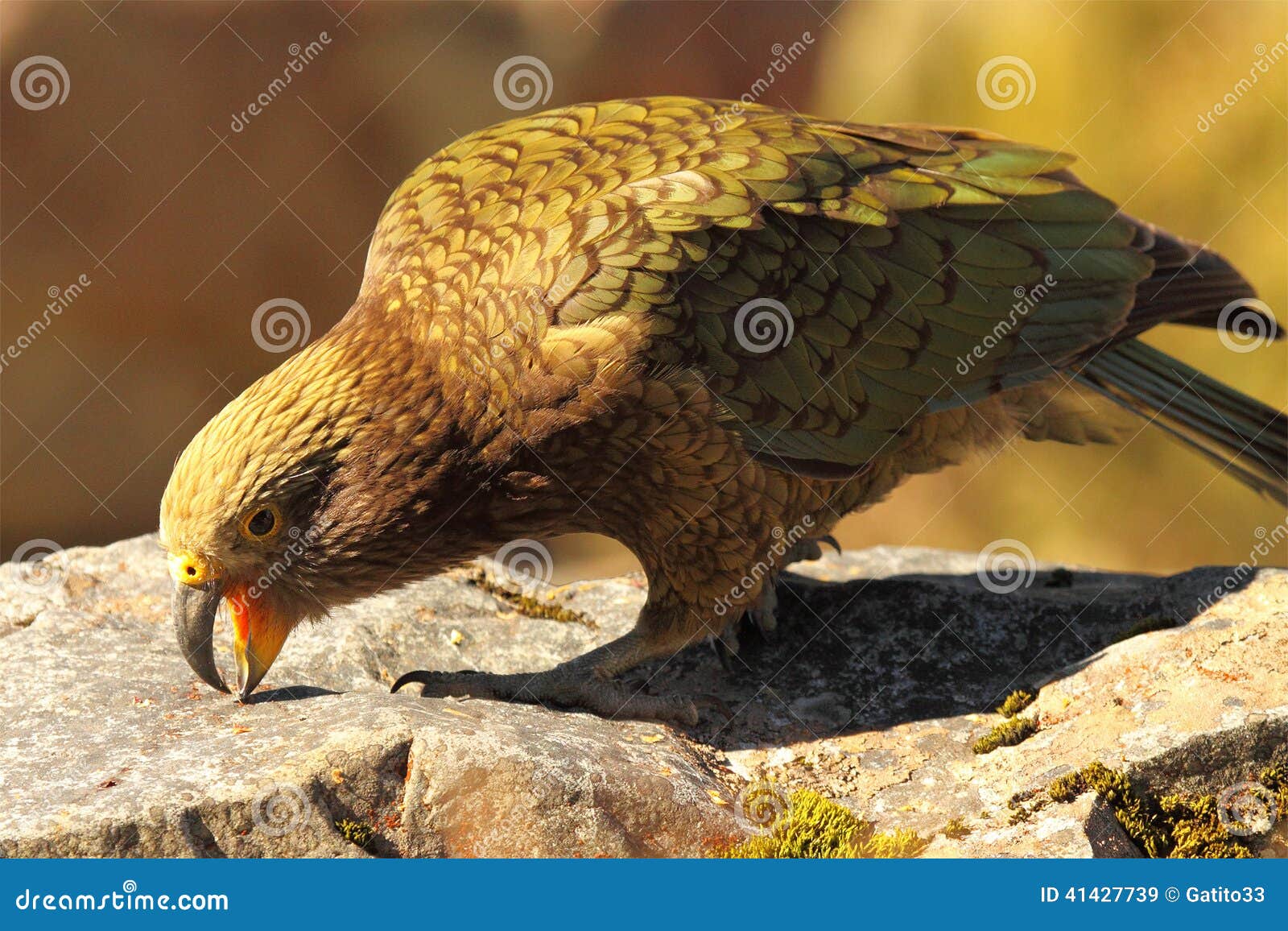 Kea Feeding imagen de archivo. Imagen de perca, comer - 41427739