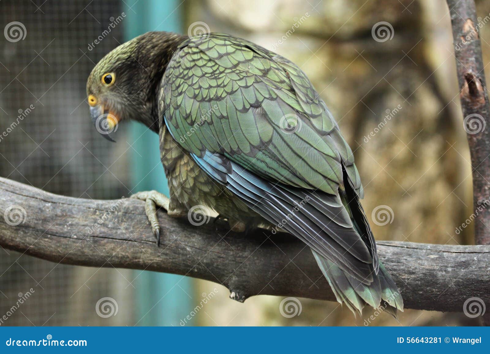 Kea (Nestor notabilis). stock image. Image of island - 56643281
