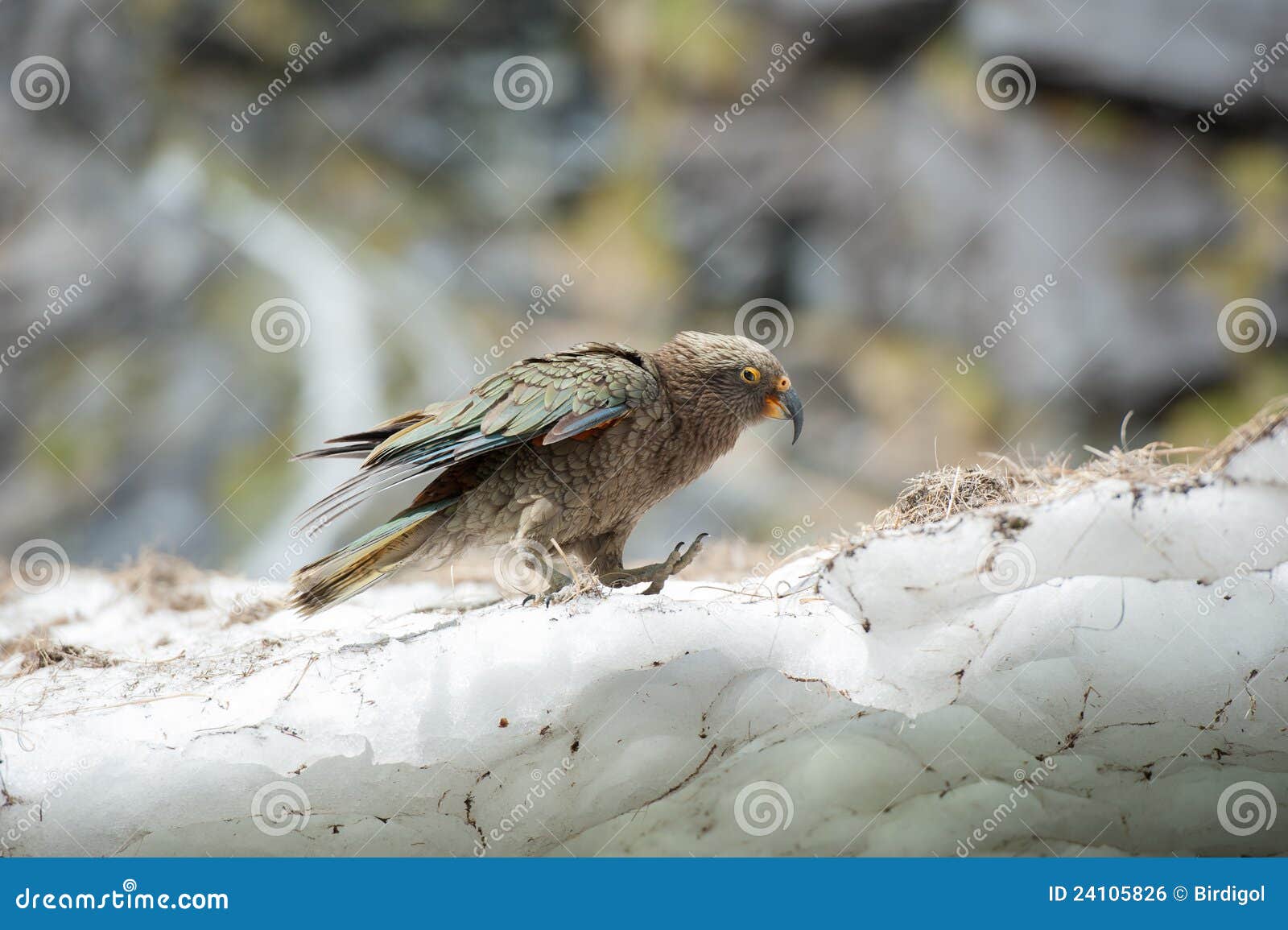 Kea, New Zealand Native Bird Stock Photo - Image of grass, alpine: 24105826