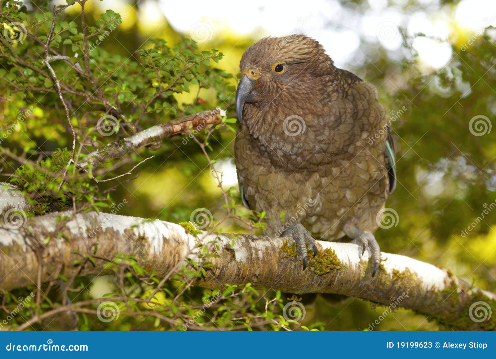 Kea Parrot stock image. Image of green, wildlife, zealand - 19199623