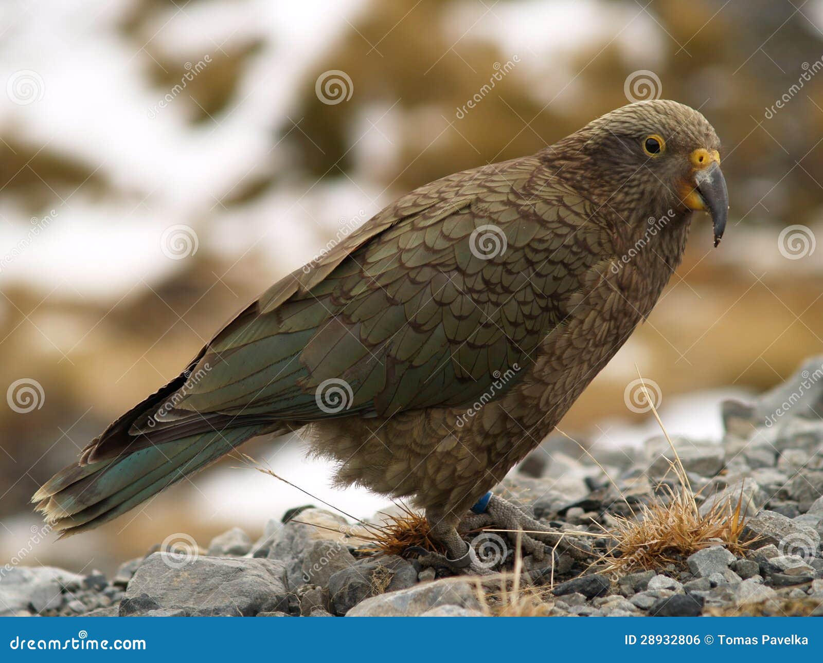 Kea parrot stock photo. Image of feather, parrot, wild - 28932806