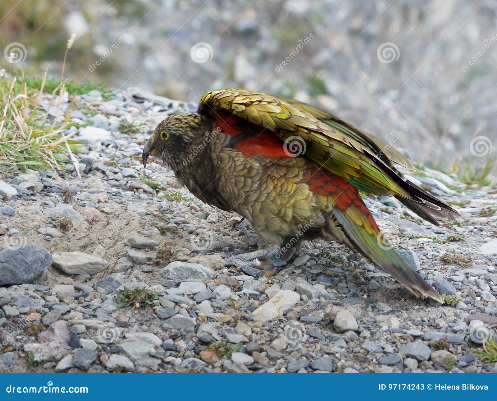 Kea Parrot Bird immagine stock. Immagine di natura, uccelli - 97174243