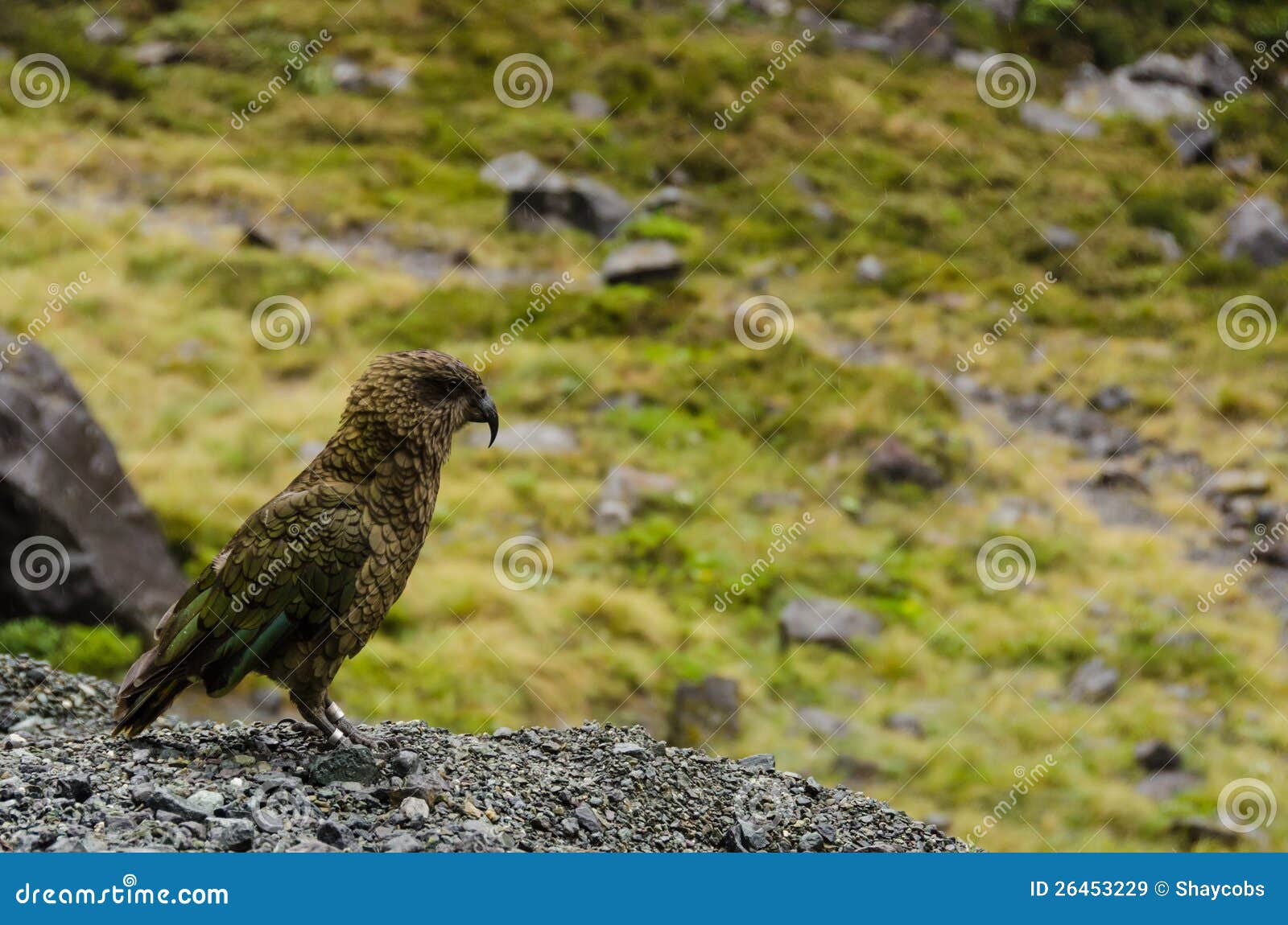 Kea Parrot, Nestor Notabilis. Stock Image - Image of green, notabilis ...