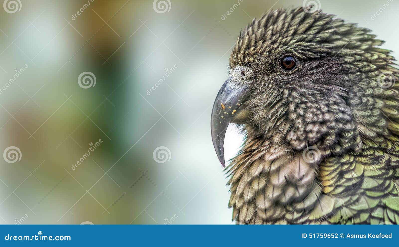 Kea Parrot (Nestor Notabilis) Stock Photo - Image of intelligence ...