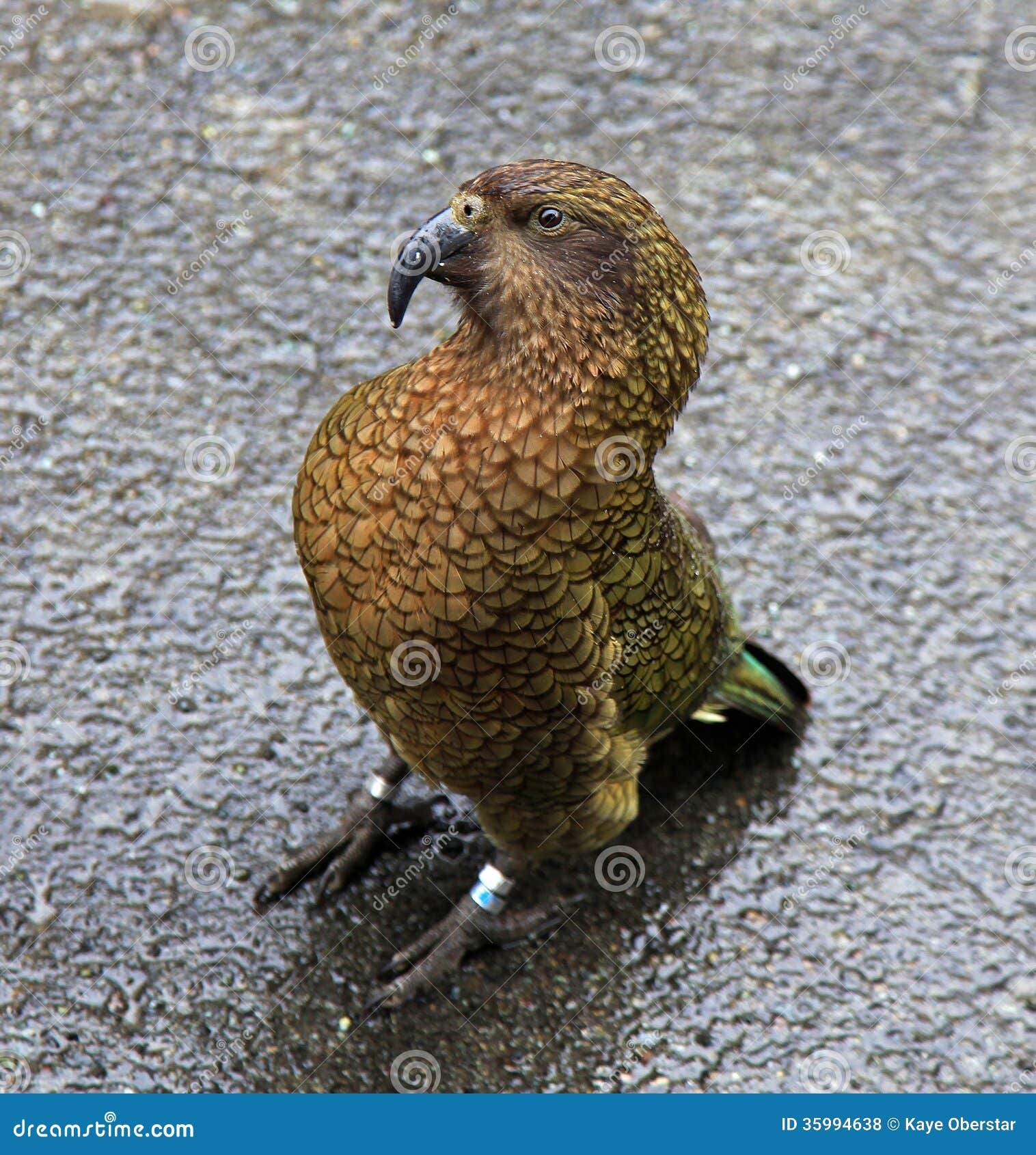Kea parrot stock photo. Image of south, large, tourism - 35994638