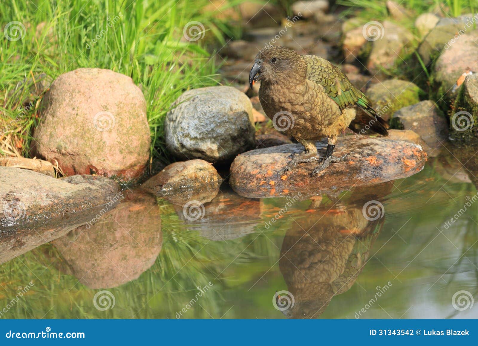 Kea parrot stock photo. Image of endangered, water, adult - 31343542