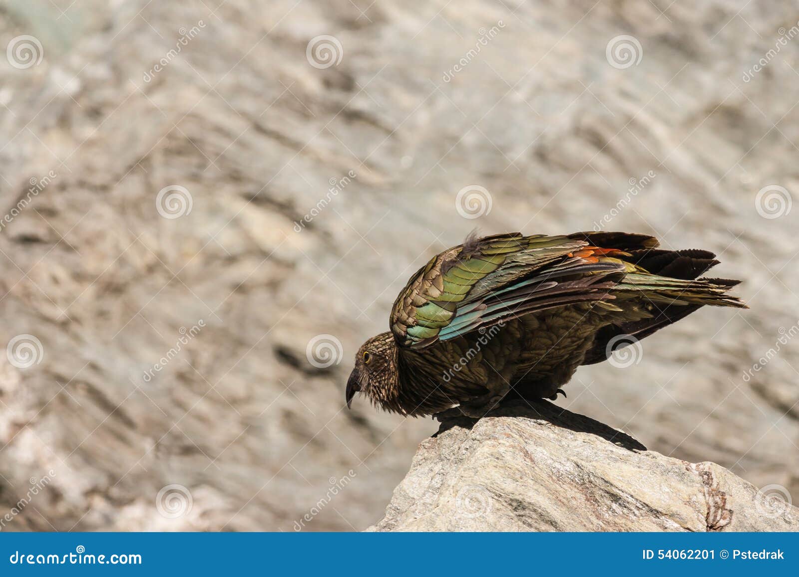 Kea parrot taking off stock image. Image of flight, feathers - 54062201