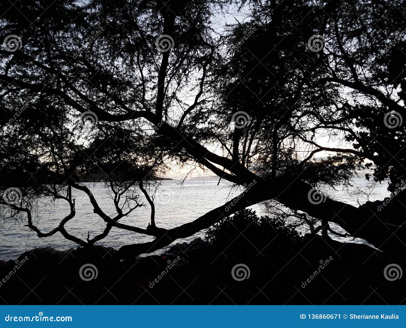 Keawe tree stock image. Image of south, landing, kihei - 136860671