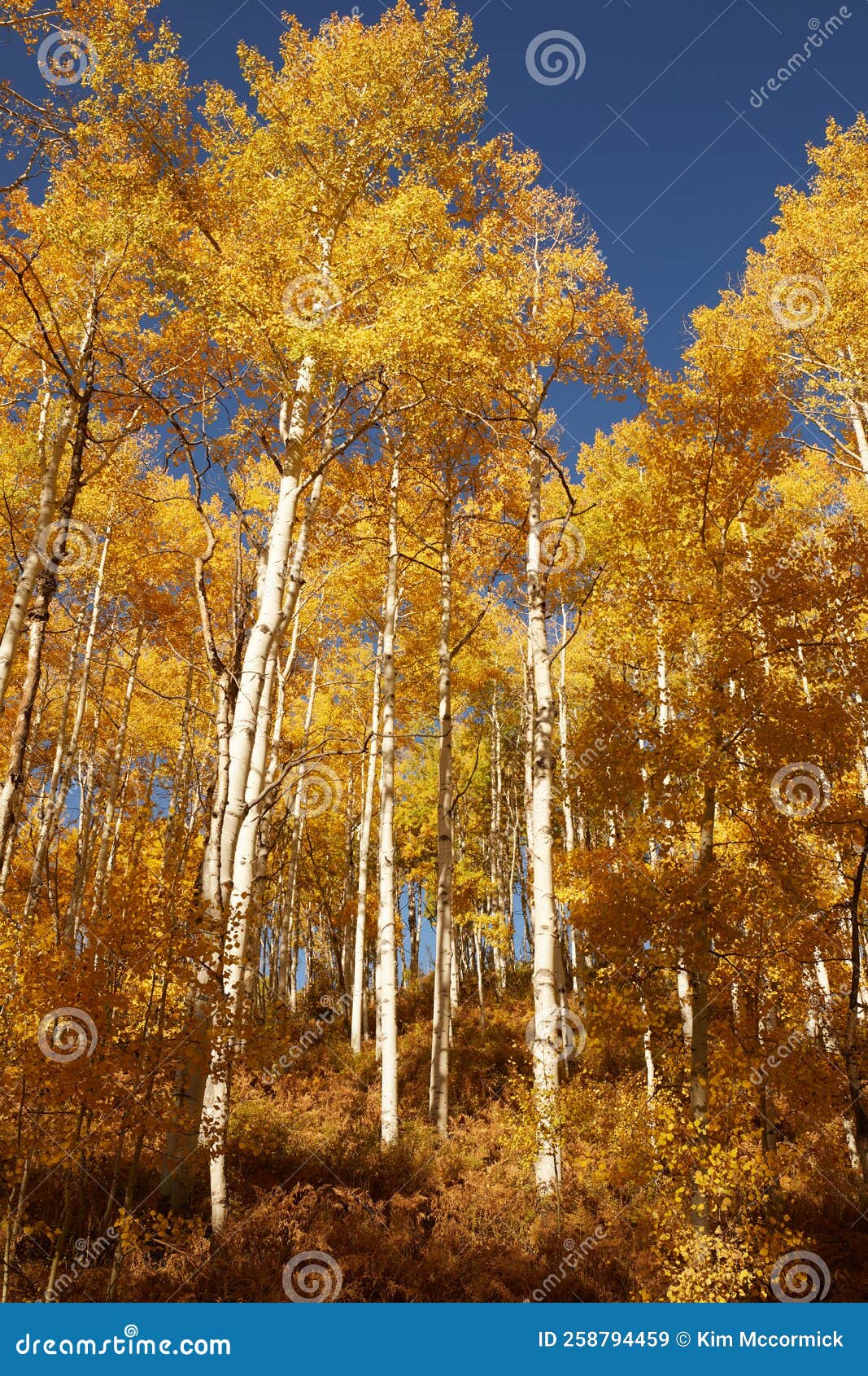 Kebler Pass Colorado Fall on the Pass Stock Image - Image of tree ...