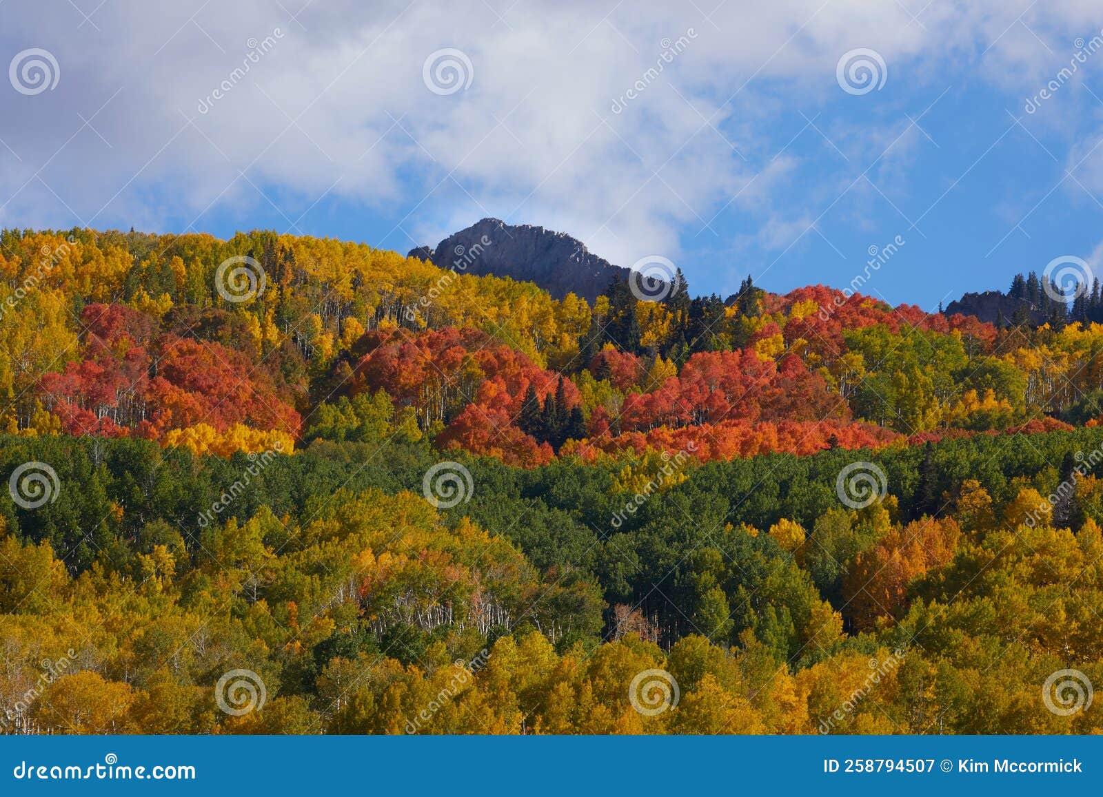 Kebler Pass Colorado Fall on the Pass Stock Image - Image of tree ...