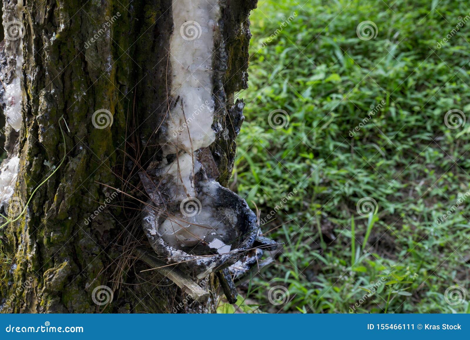 KEBUMEN - the Traditional Pine Tree Sap Collection Process Stock Image ...