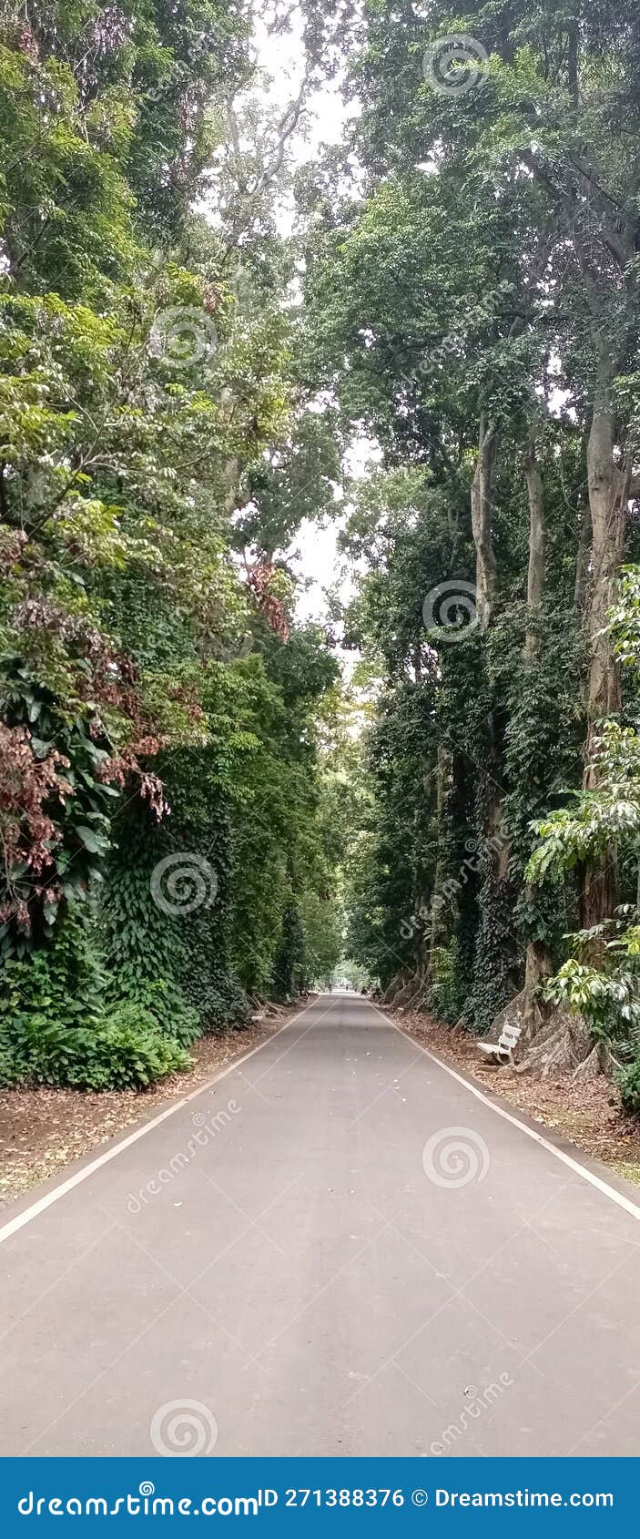 Kebun Raya Bogor Trees Road Stock Photo - Image of raya, road: 271388376