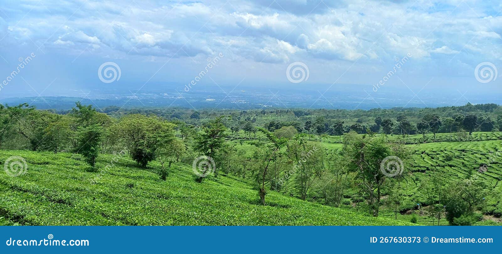 Kebun Teh Lawang Malang, Mountain Tea Stock Image - Image of nature ...