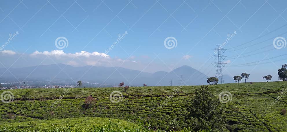 Kebun Teh stock photo. Image of garden, kebunteh, kebun - 203759178
