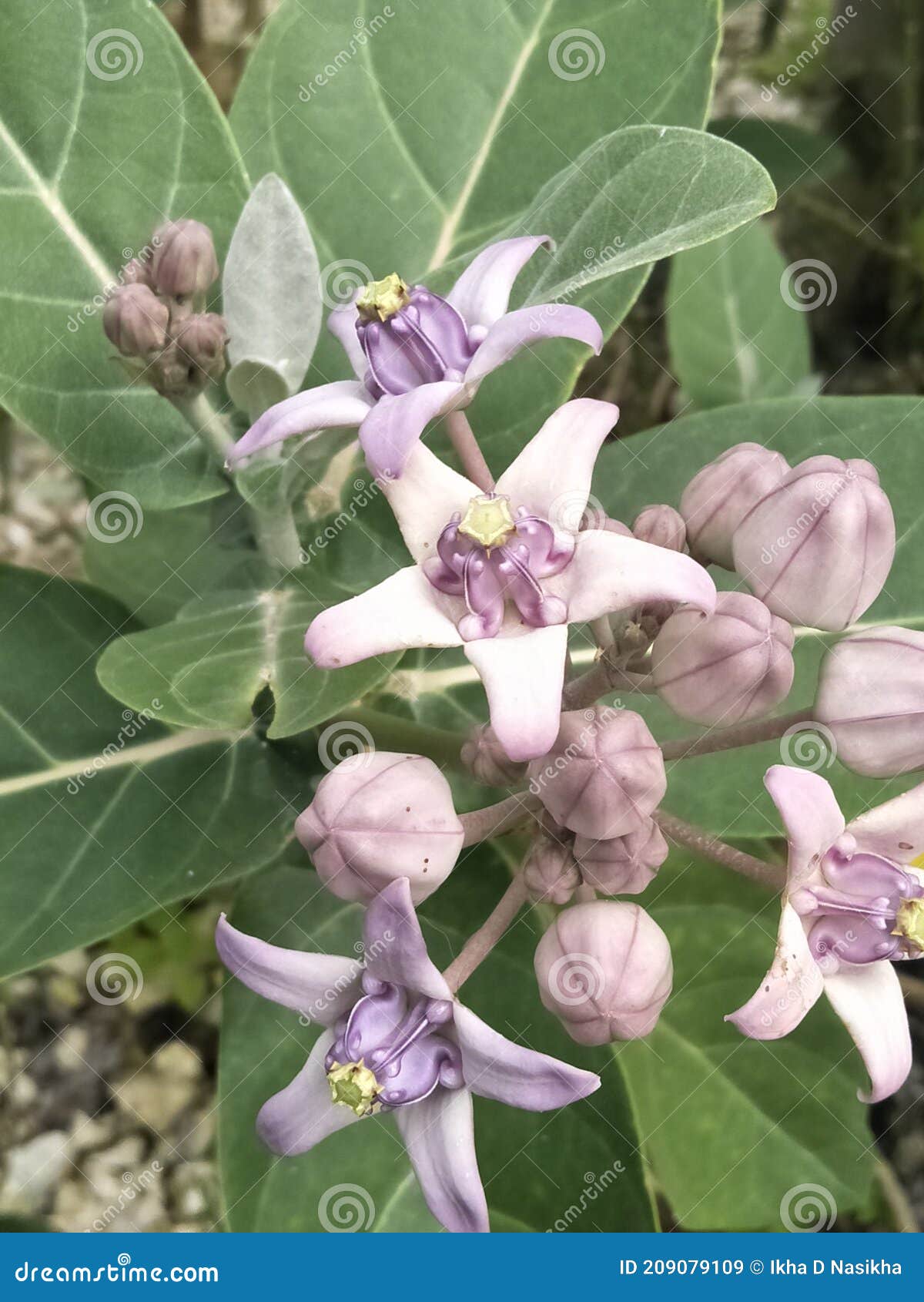 Kecubung Java Stock Photos - Free & Royalty-Free Stock Photos from ...