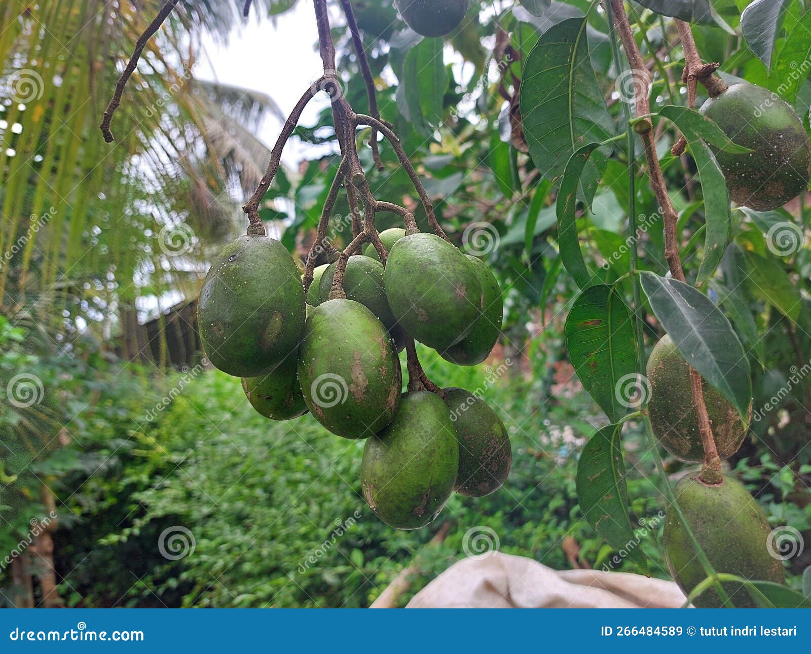 Kedondong Fruit that Has a Sour Taste and Sharp Seeds Stock Image ...