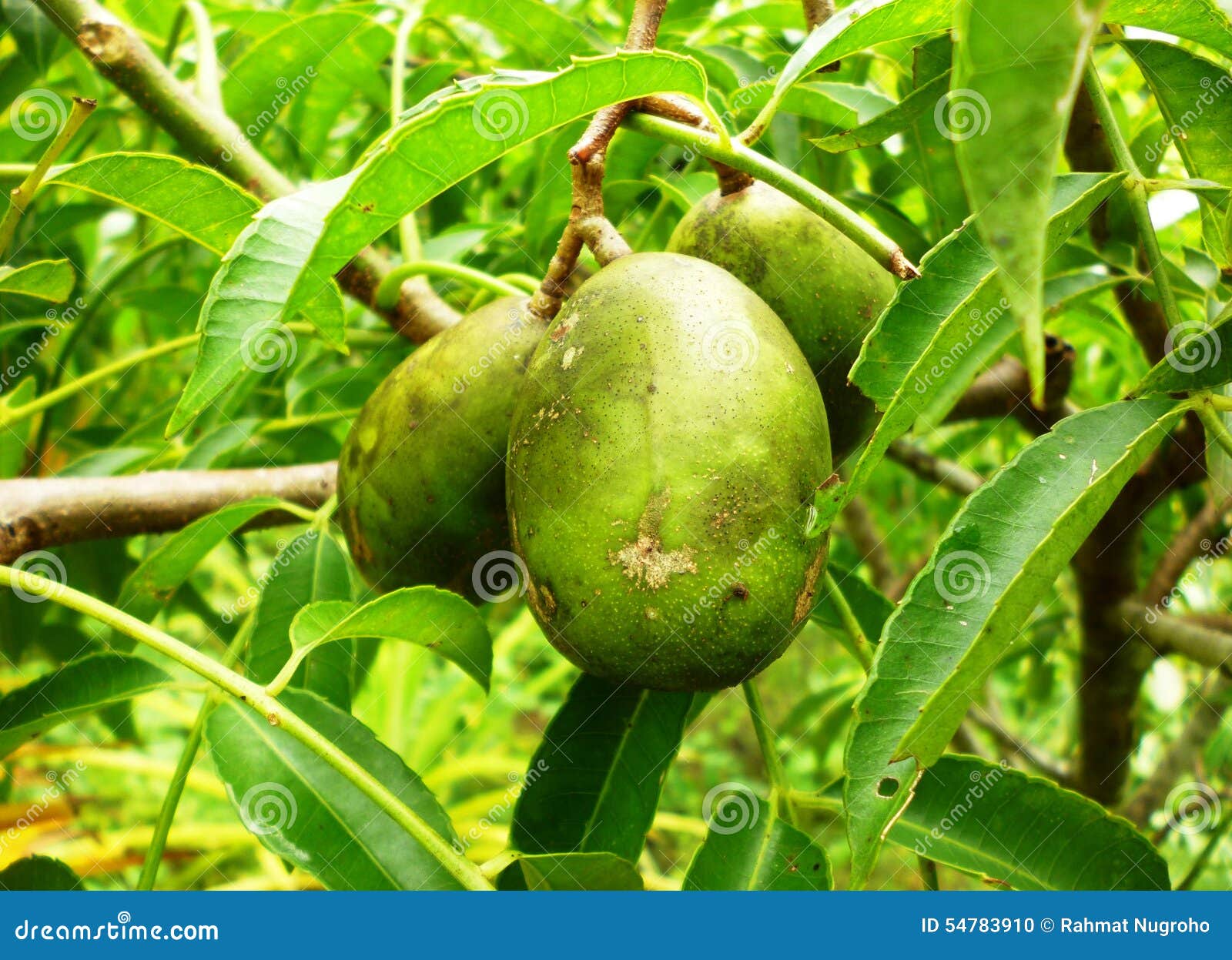 Kedondong Spondias Dulcis Forst Stock Photo - Image of food, ecology ...