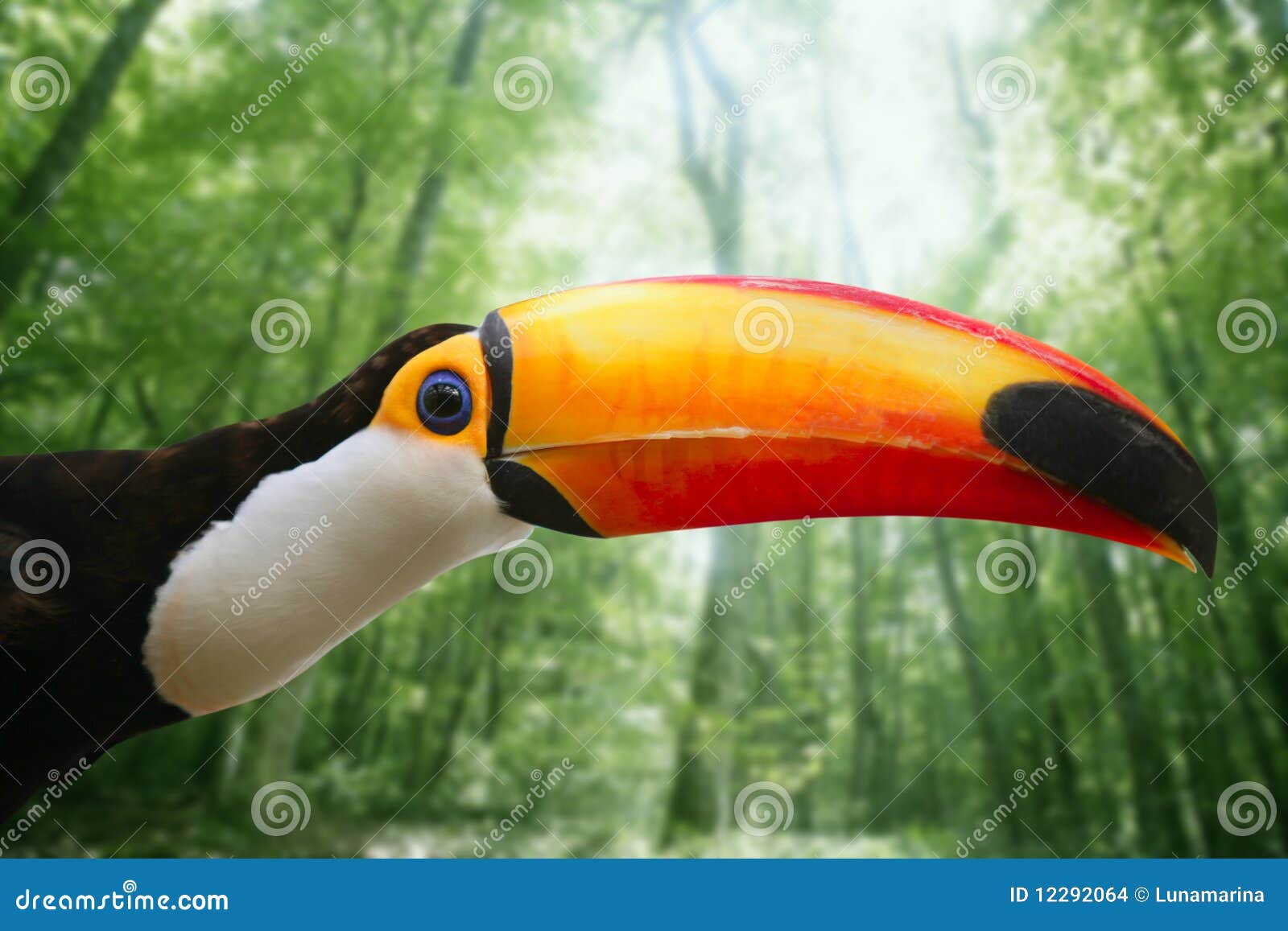 Kee Billed Toucan Bird Colorful Stock Photo - Image of fowl, nature ...