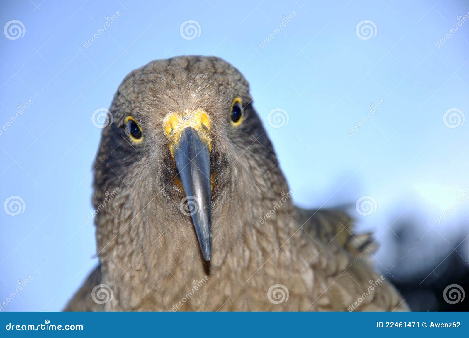 Keee-aaaa! stock image. Image of birds, alpine, westland - 22461471