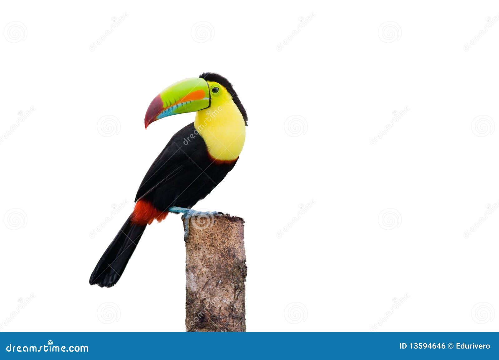 Keel-billed Toucan Ramphastos Sulfuratus Stock Image | CartoonDealer ...