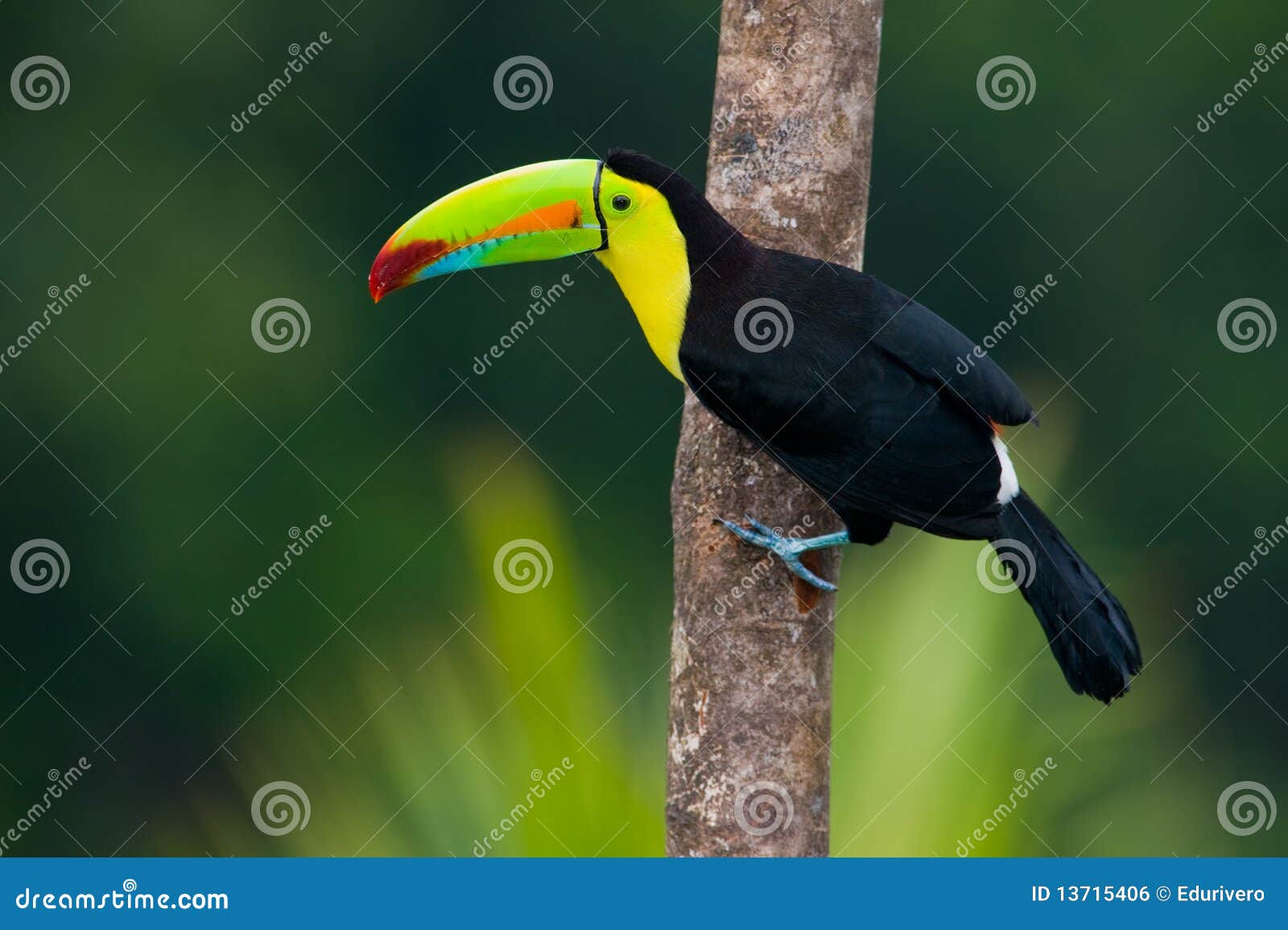 Keel-billed Toucan, Sulfur-breasted Toucan, Rainbow-billed Toucan ...
