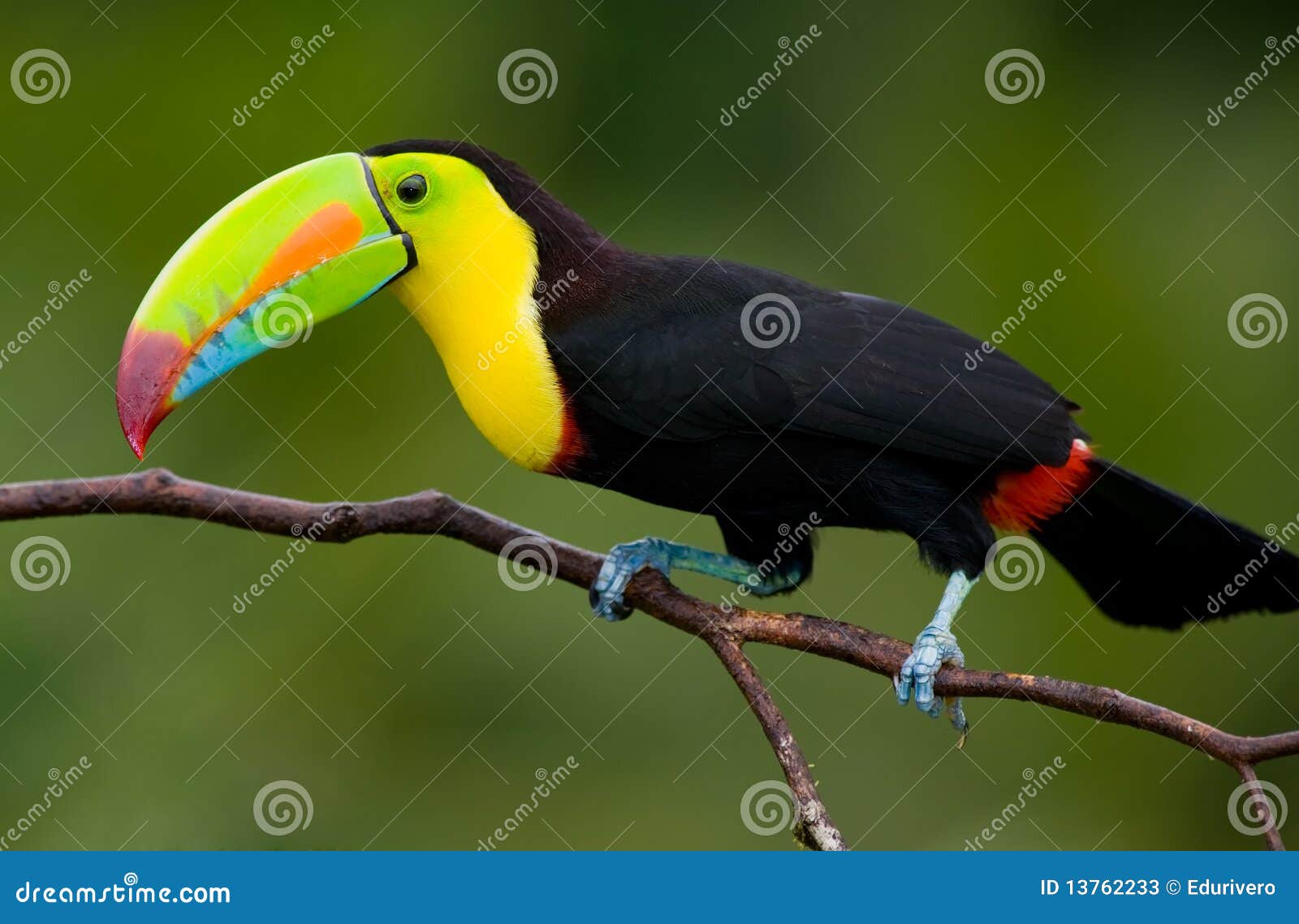 Keel-billed Toucan Ramphastos Sulfuratus Stock Image | CartoonDealer ...