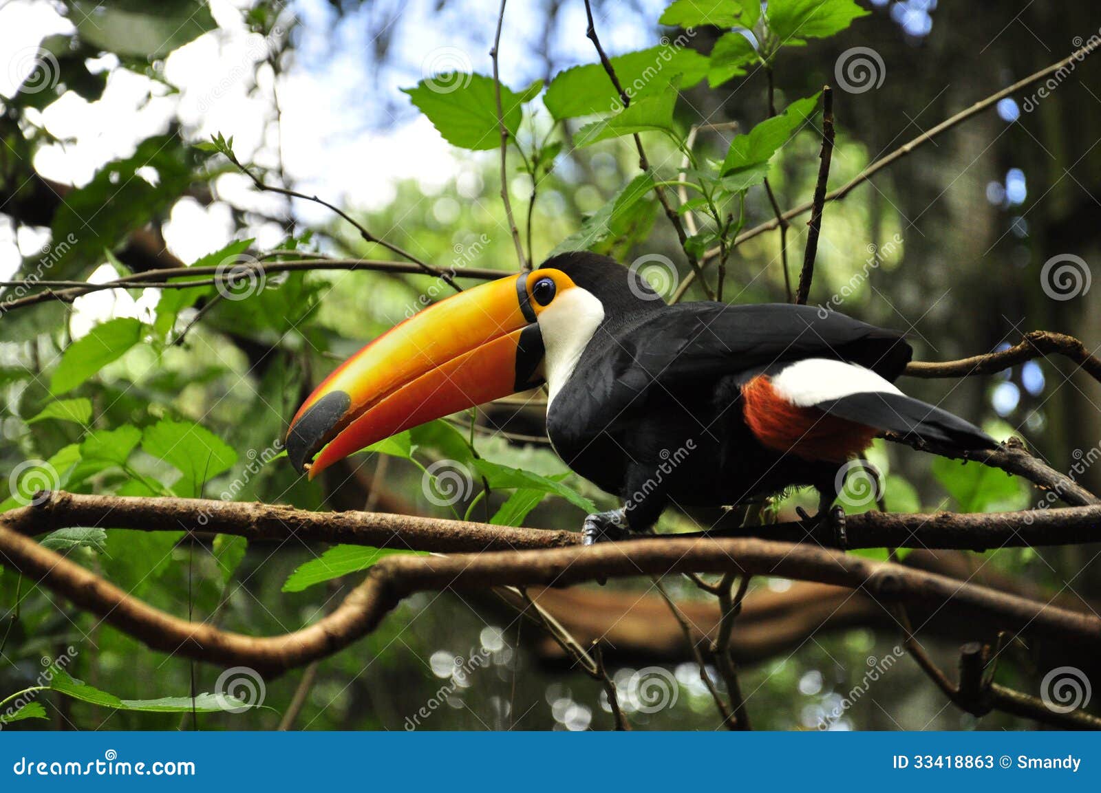 Keel-billed Toucan in Brazil Forrest Stock Image - Image of wildlife ...