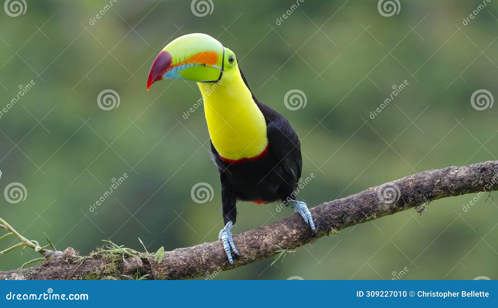 A Keel-billed Toucan Calling Stock Photo - Image of bird, natural ...