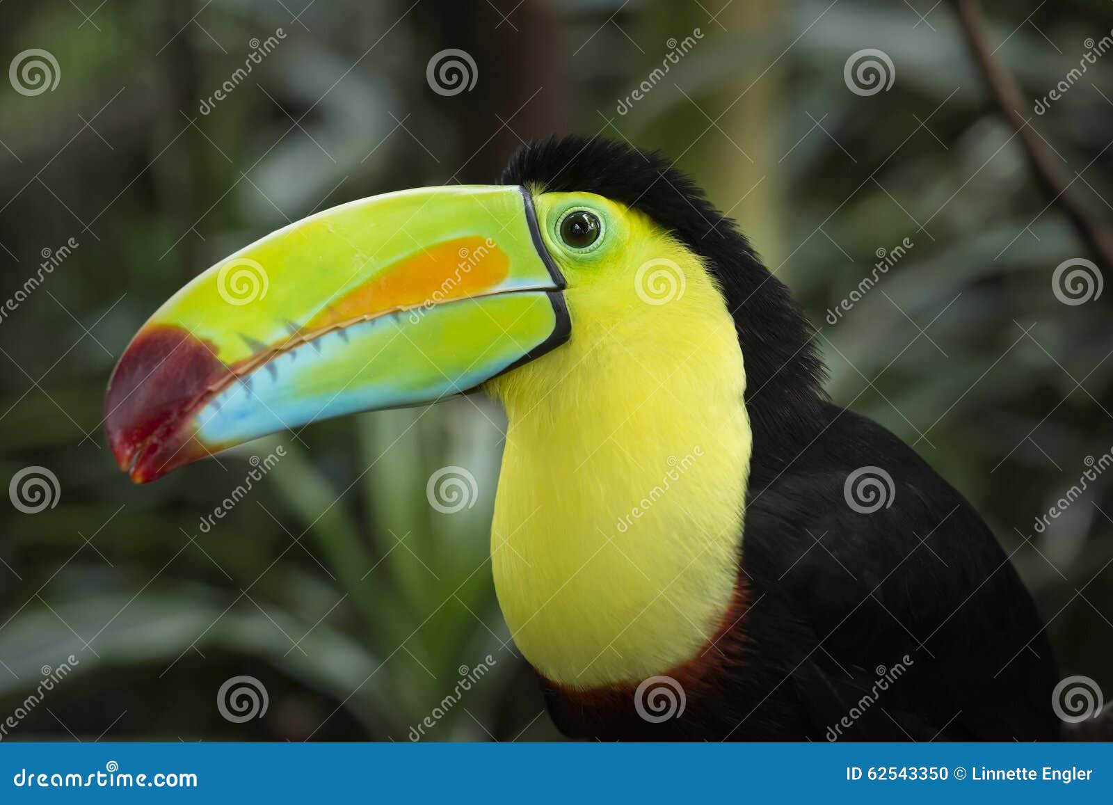 Keel-billed Toucan stock photo. Image of animal, yellow - 62543350