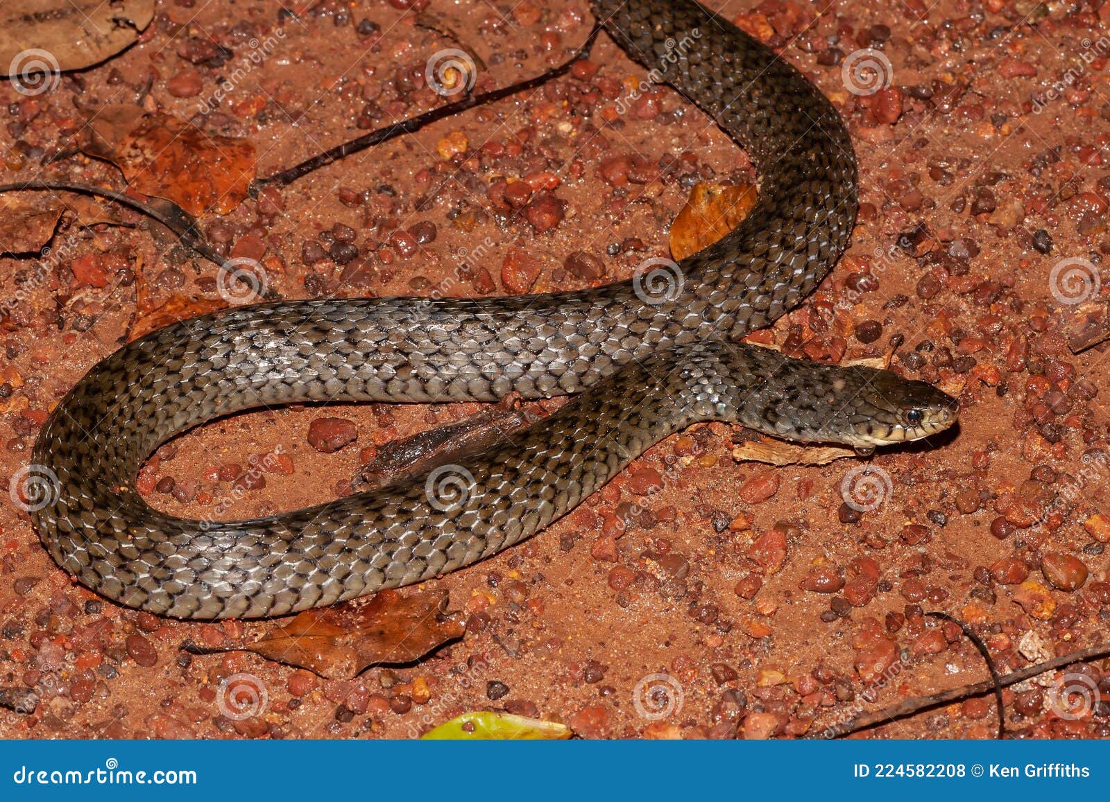 Keelback snake stock photo. Image of mairii, reptile - 224582208