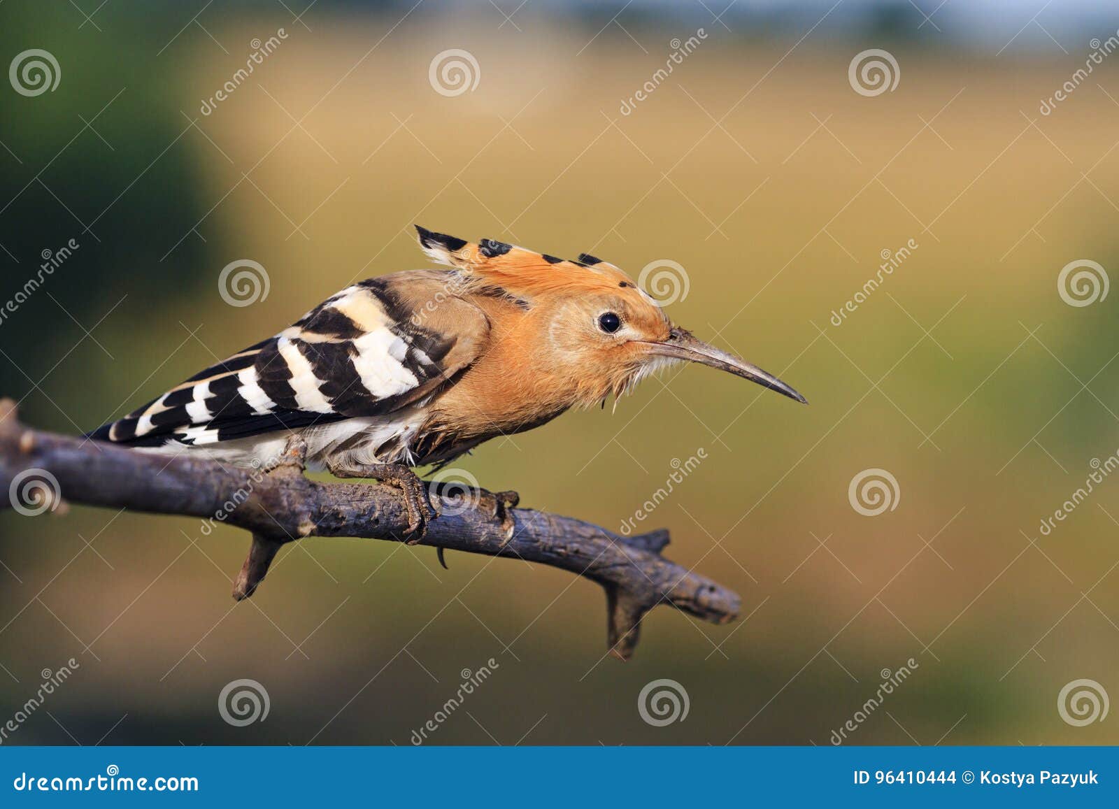 Keep Calm and Carry on, Bird is Hidden Stock Photo - Image of idea ...