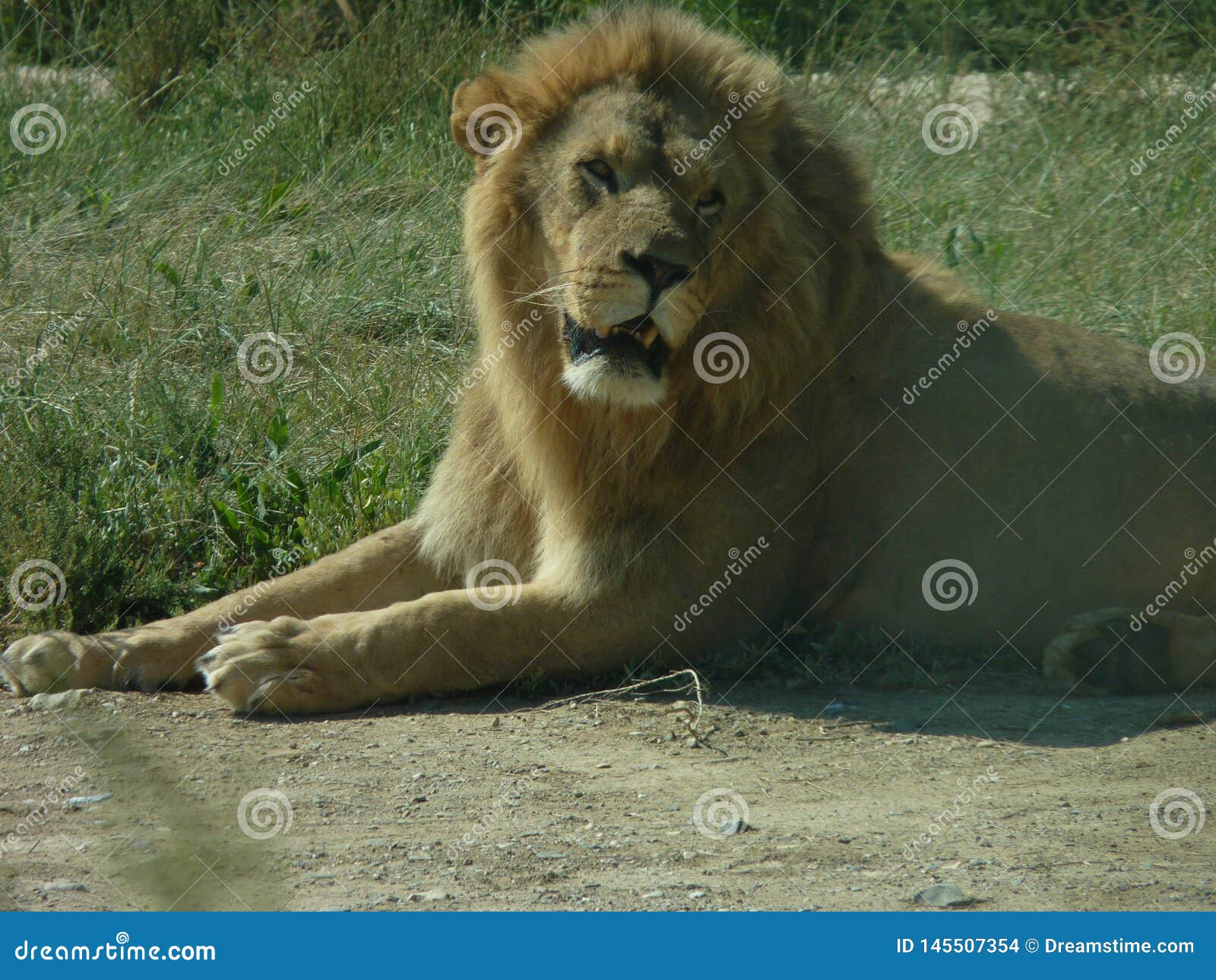 The keep calm of the lion stock photo. Image of calm - 145507354
