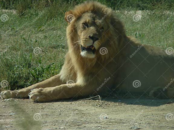 The keep calm of the lion stock photo. Image of calm - 145507354