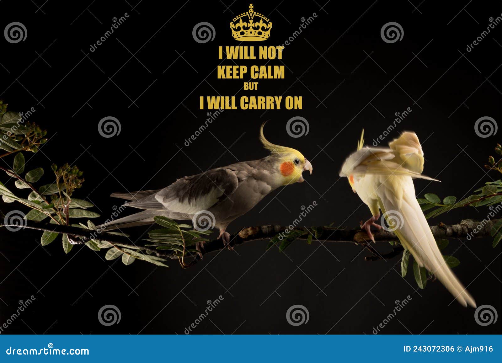 Bird Memes, Got Millet? Funny Parrot Quote, Cockatiel Portrait, Stock ...
