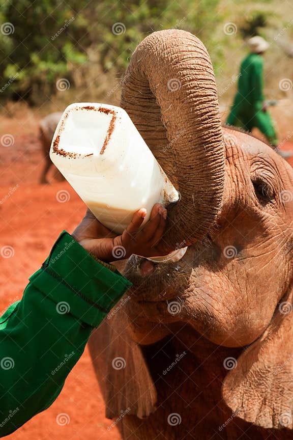 Keep Pouring stock photo. Image of environment, africanus - 19094366
