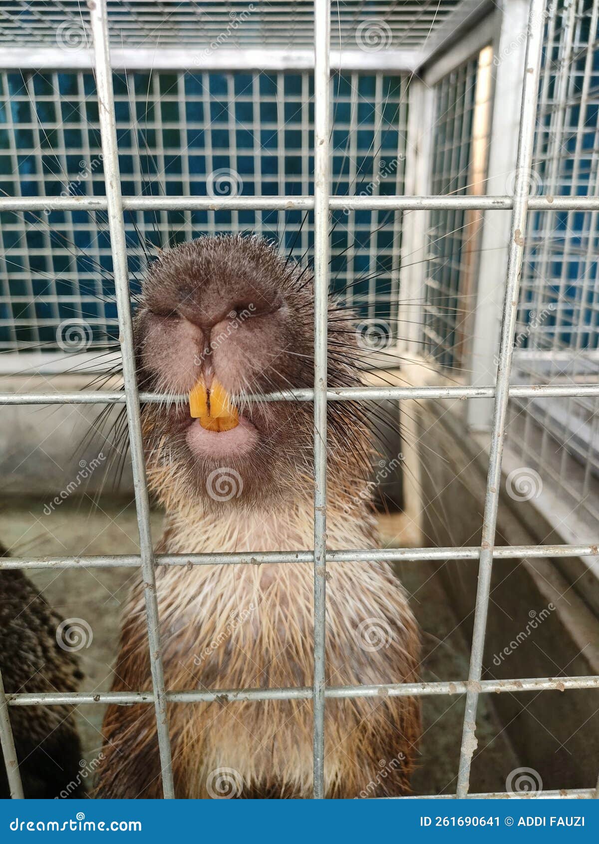 Keep Smile with My Orange Tooth because this World is Joke Stock Image ...