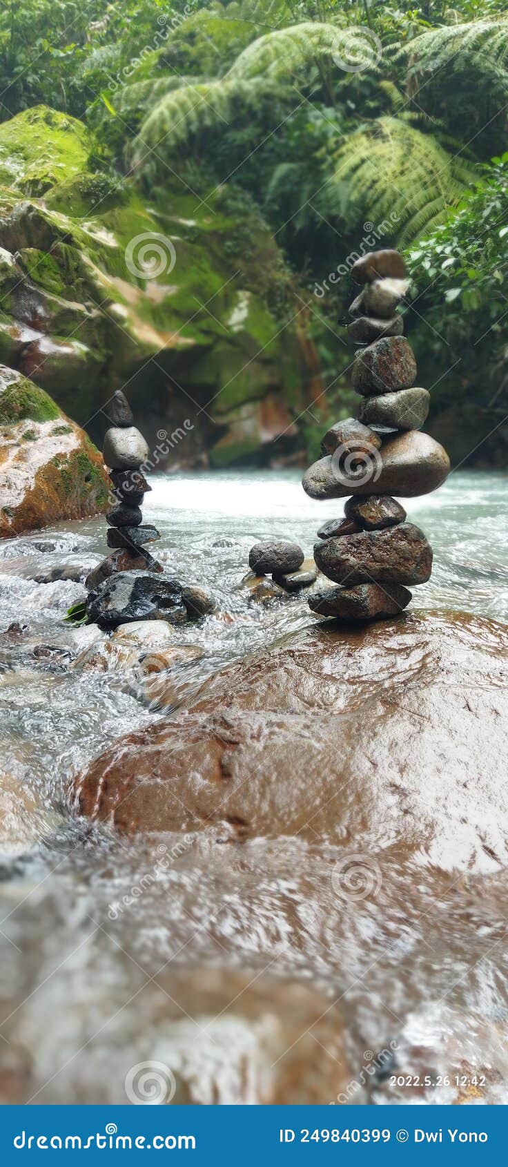 Keep Standing stock image. Image of flower, rock, wilderness - 249840399