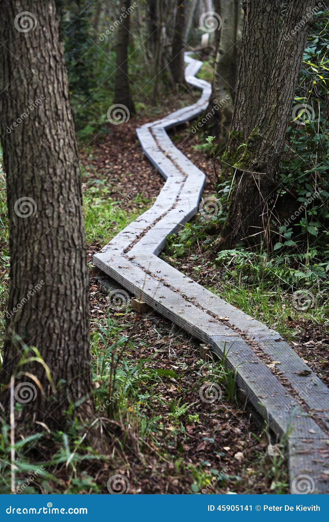 Keep on track stock image. Image of tree, road, thoroughfare - 45905141